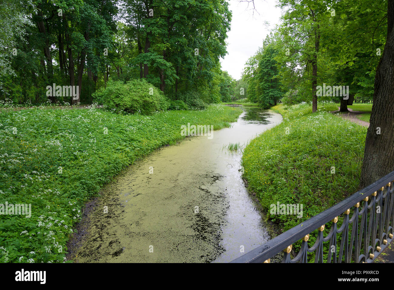 View of a small river with blooming water in the summer season Stock ...