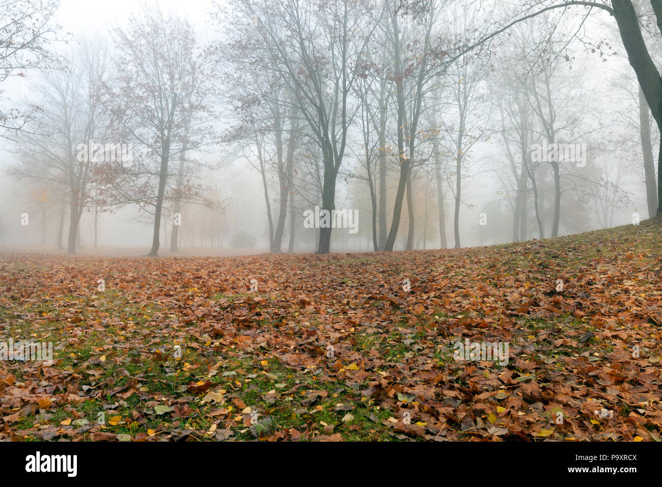 a misty morning in an autumn park, deciduous trees without foliage and ...