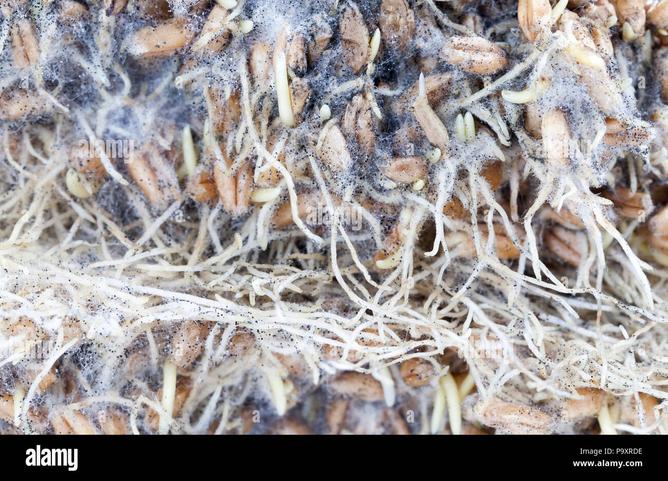 Sprouted roots and wheat sprouts are covered with black spots of mold ...