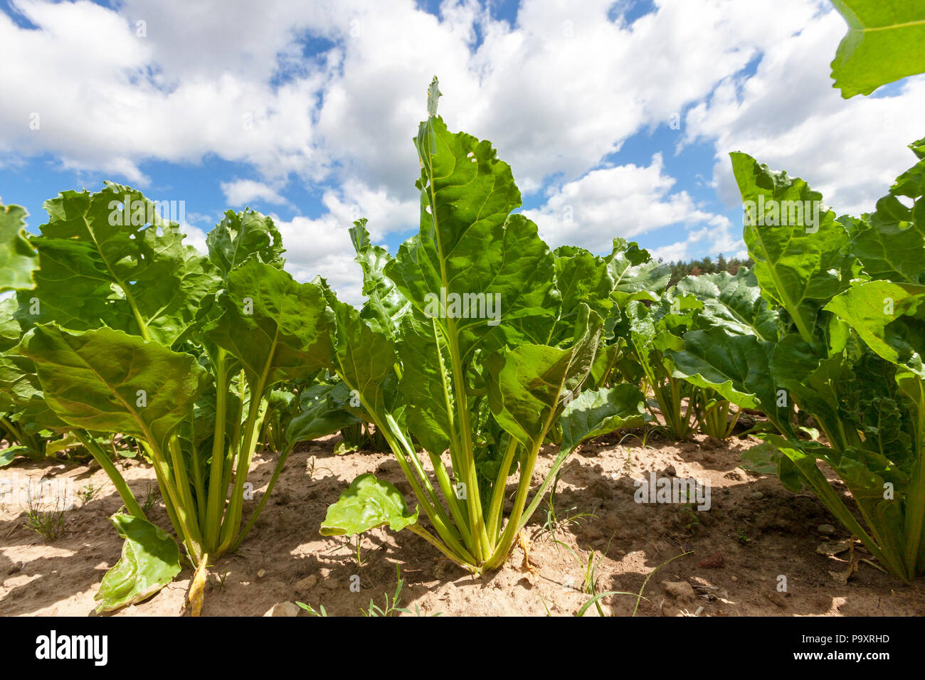 beetroot growing on the field, view at an angle from the side against ...