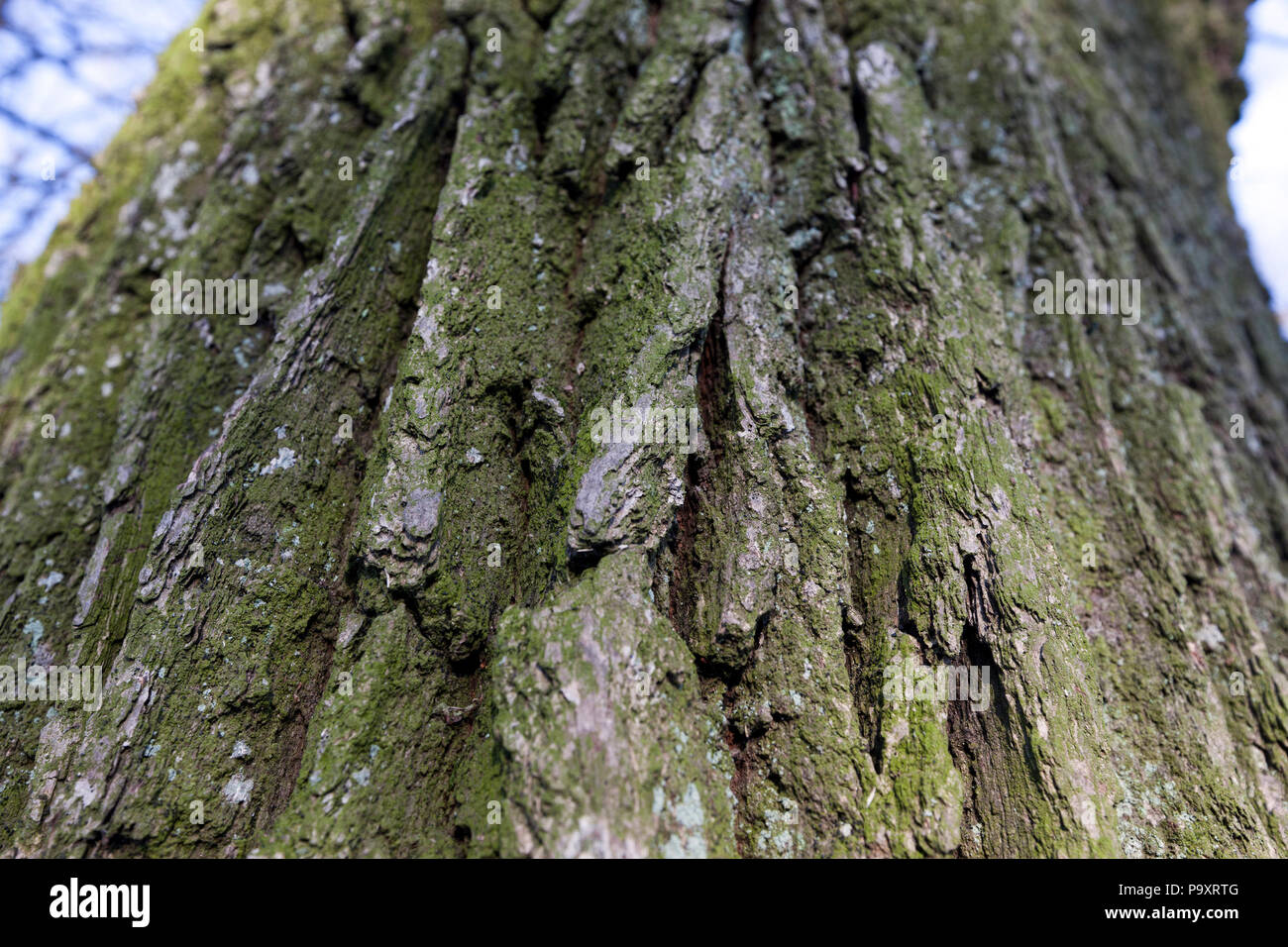 close-up of the bark of a tree growing in the forest , Small depth of ...