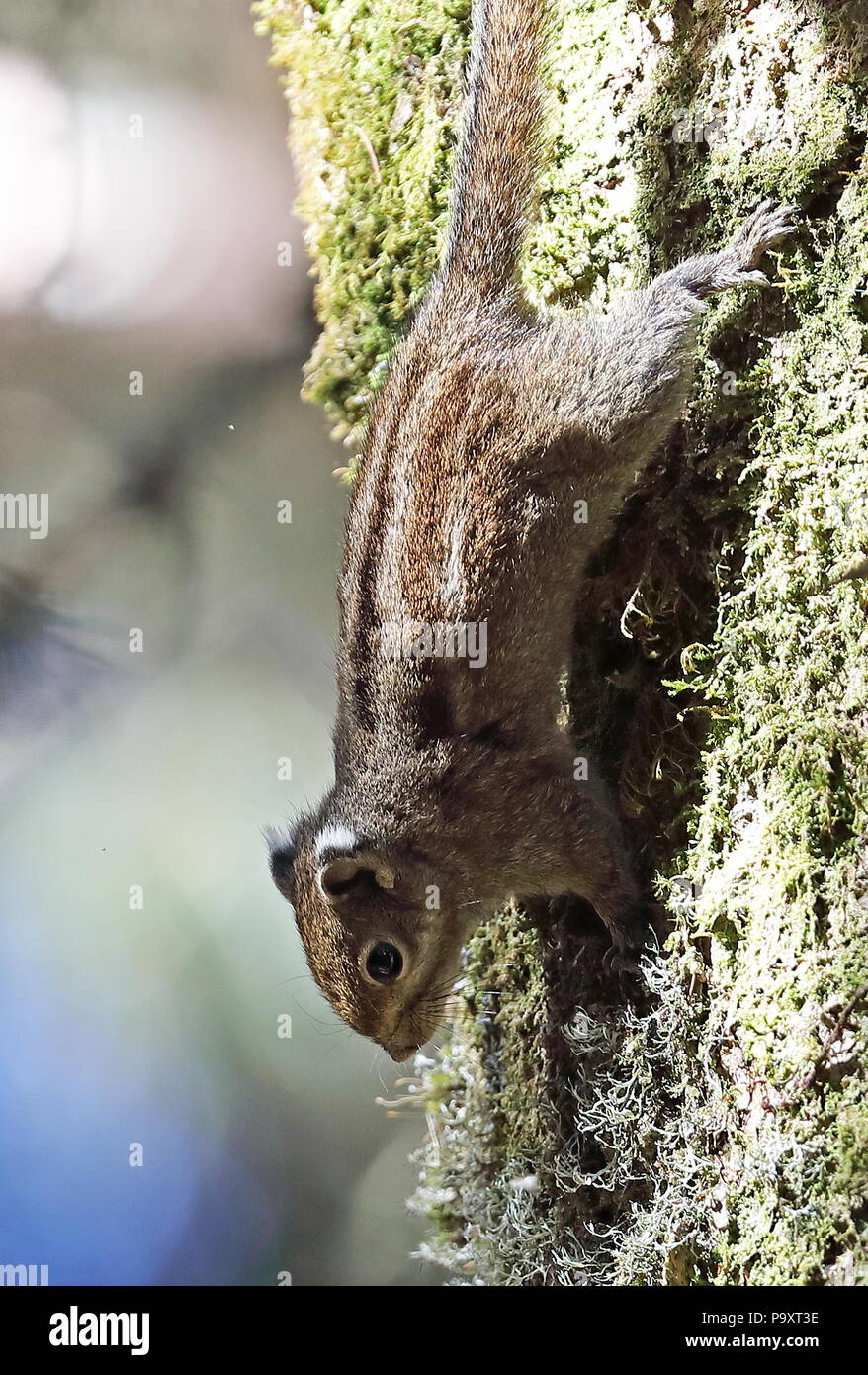 Striped Squirrel High Resolution Stock Photography and Images - Alamy