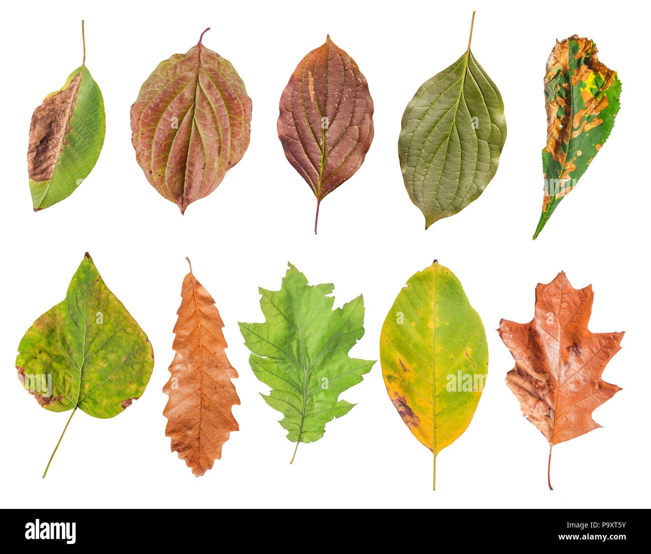 Various colored autumn leaf with half of it very dry isolated on white ...