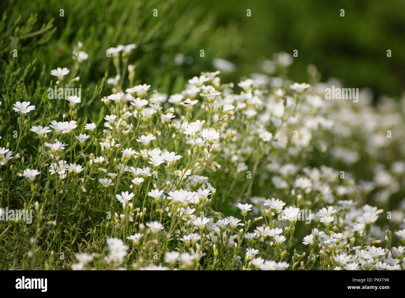 White spring flowers Stock Photo - Alamy
