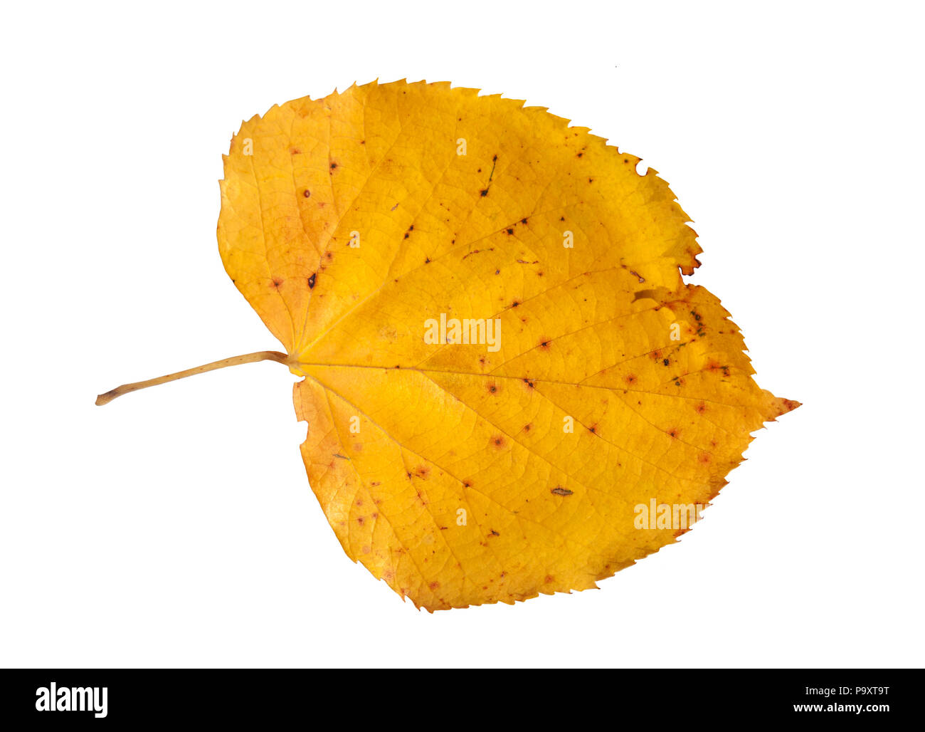 Yellow autumn leaf from park tree isolated on white background Stock ...
