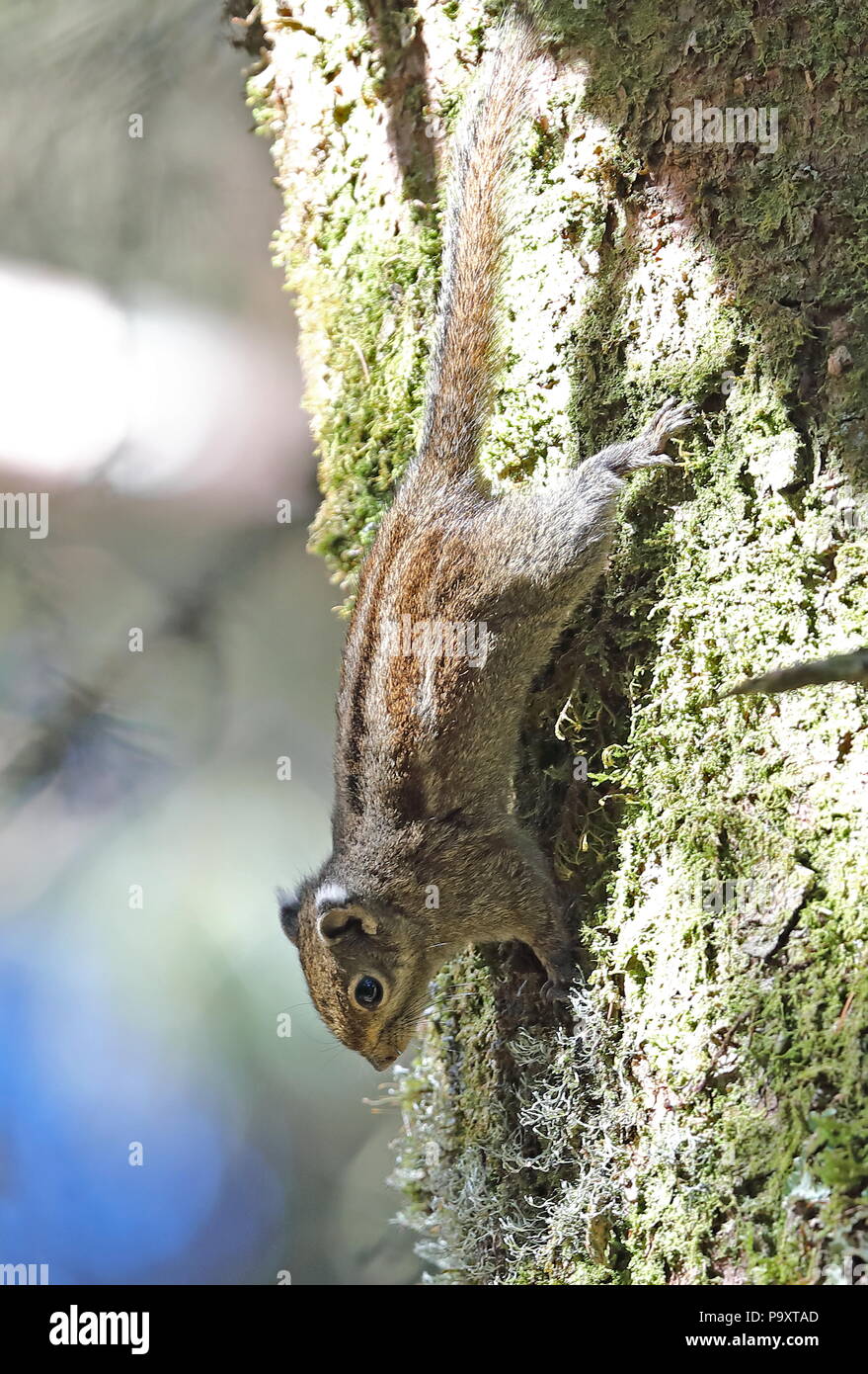 Maritime Striped Squirrel (Tamiops maritimus) adult clinging to tree ...