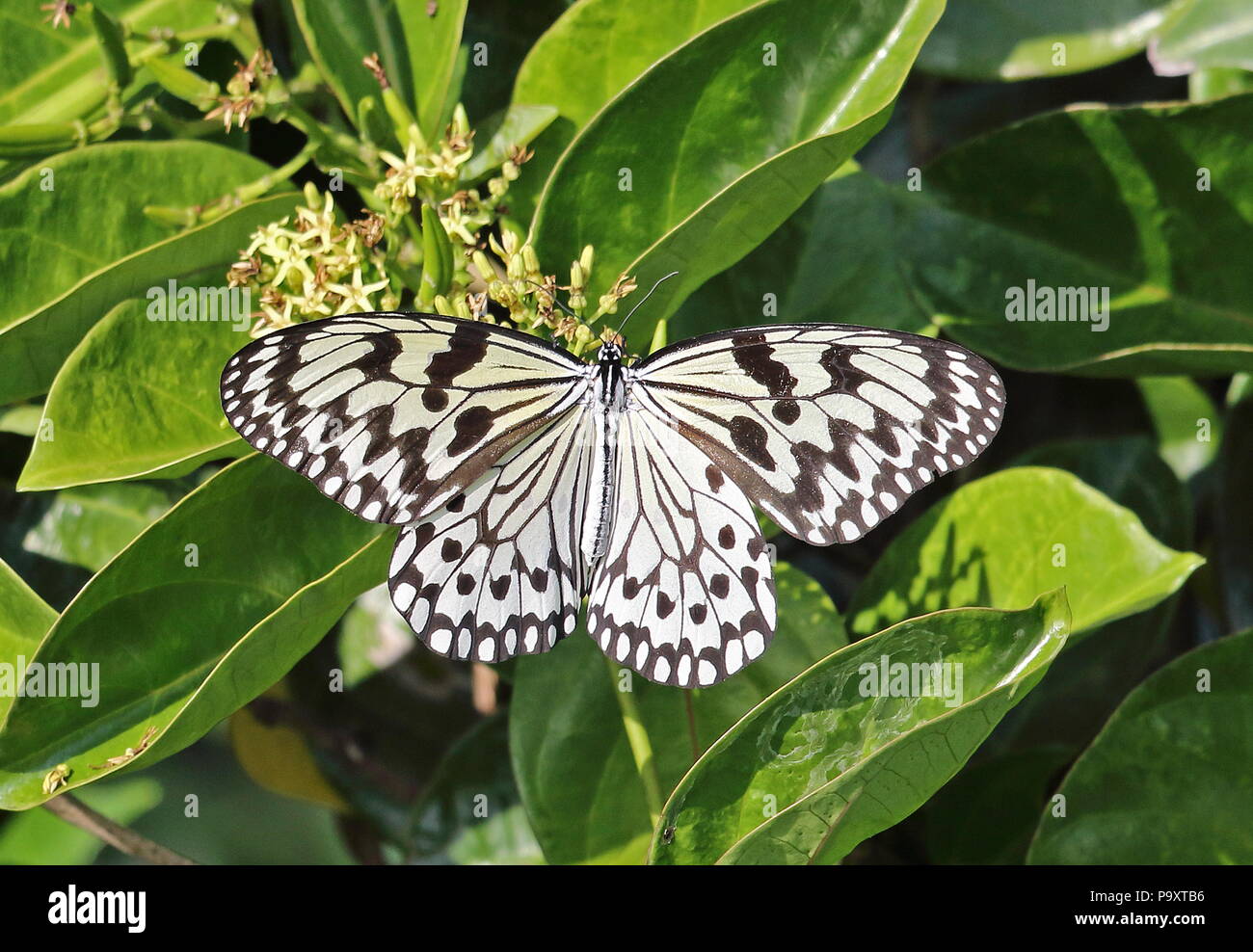 Paper Kite butterfly (Idea leuconoe) adult feeding at flower Kenting ...