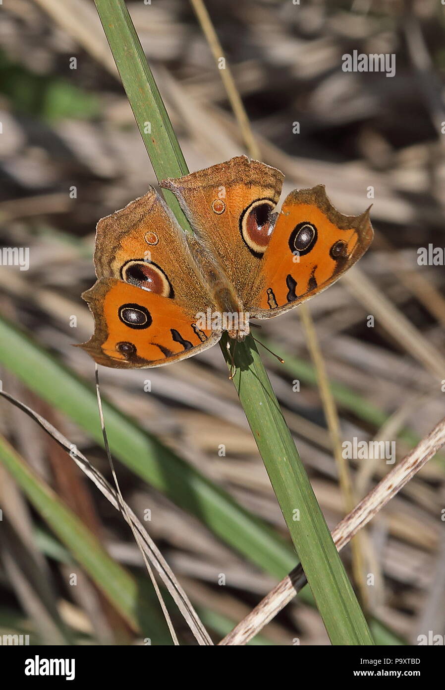 Peacock Pansy (Junonia almana) adult at rest on grass western Taiwan ...