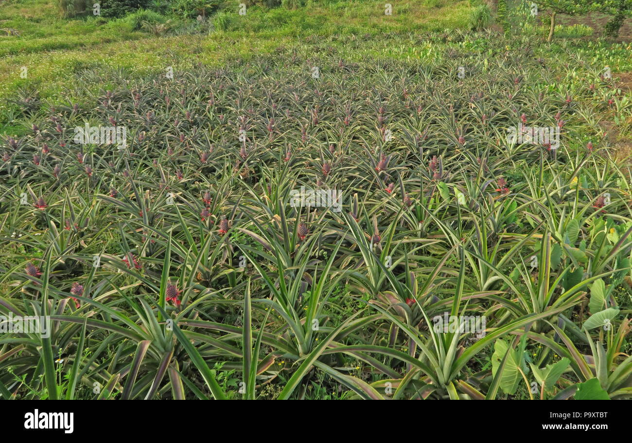 Pineapple (Ananas comosus) crop growing in field Lanyu Island, Taiwan ...