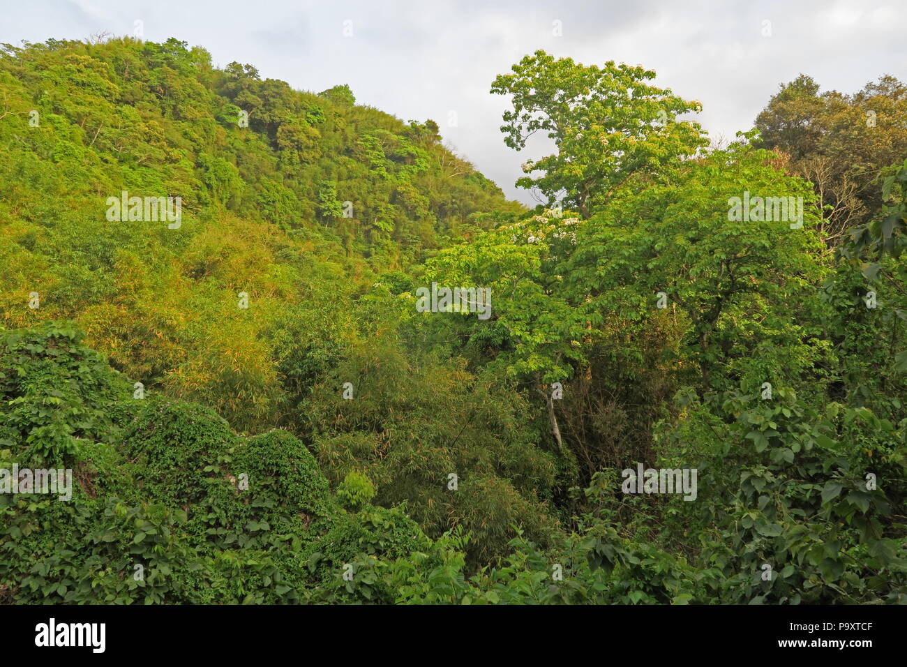 rainforest northern Taiwan April Stock Photo - Alamy