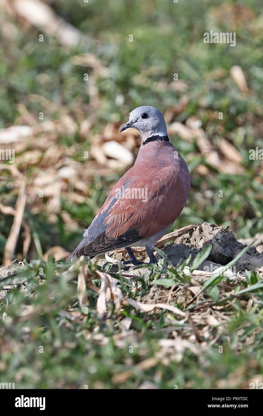 Red Turtle-dove (Streptopelia tranquebarica humilis) adult standing on ...