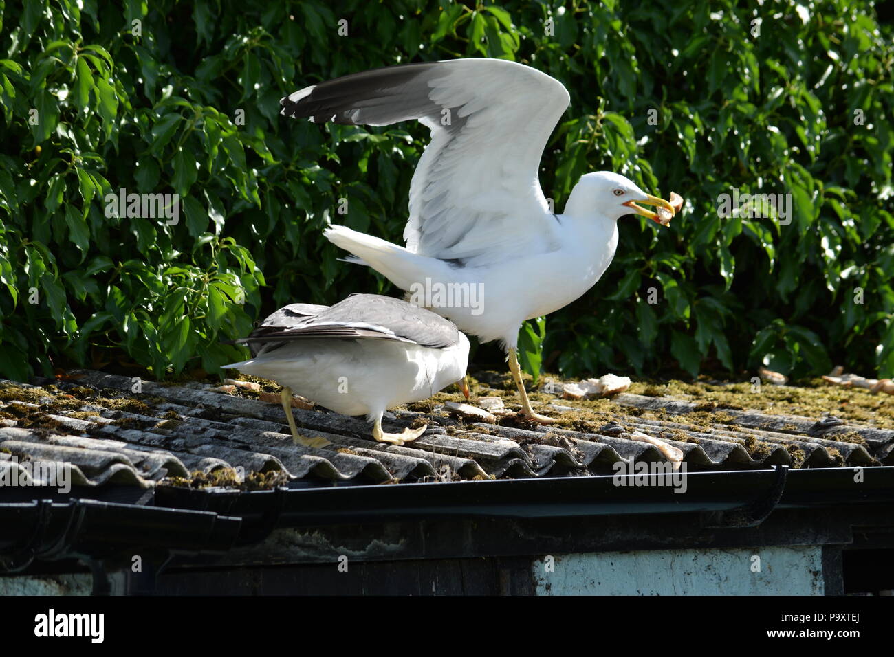 Seagull foraging food on hi-res stock photography and images - Alamy