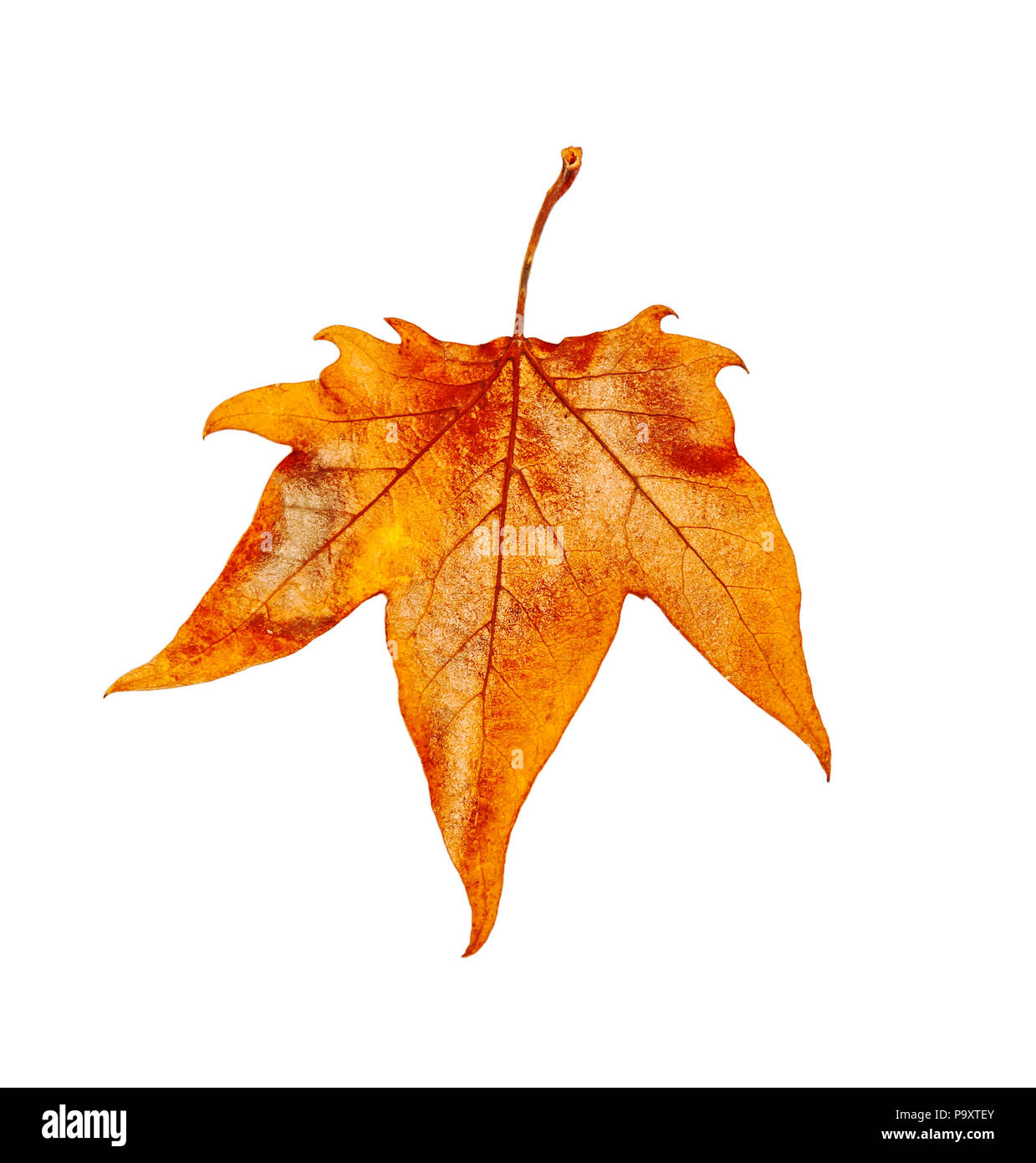 Yellow leaf as an autumn symbol isolated Stock Photo - Alamy