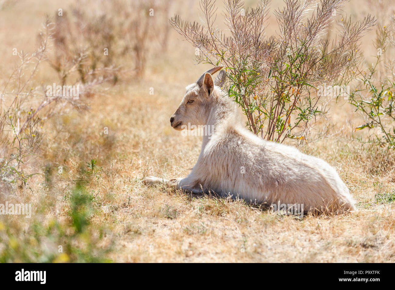Goat resting on a ground hi-res stock photography and images - Alamy