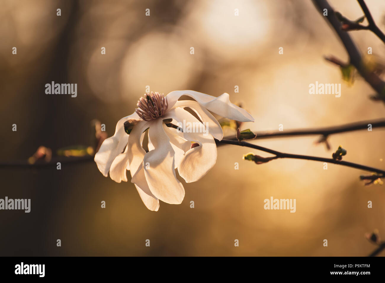 Magnolia spring flowers Stock Photo - Alamy