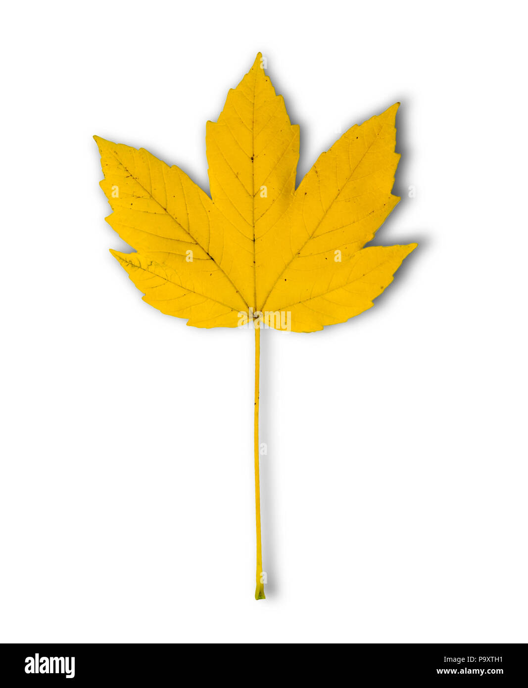 Yellow leaf as an autumn symbol isolated Stock Photo - Alamy