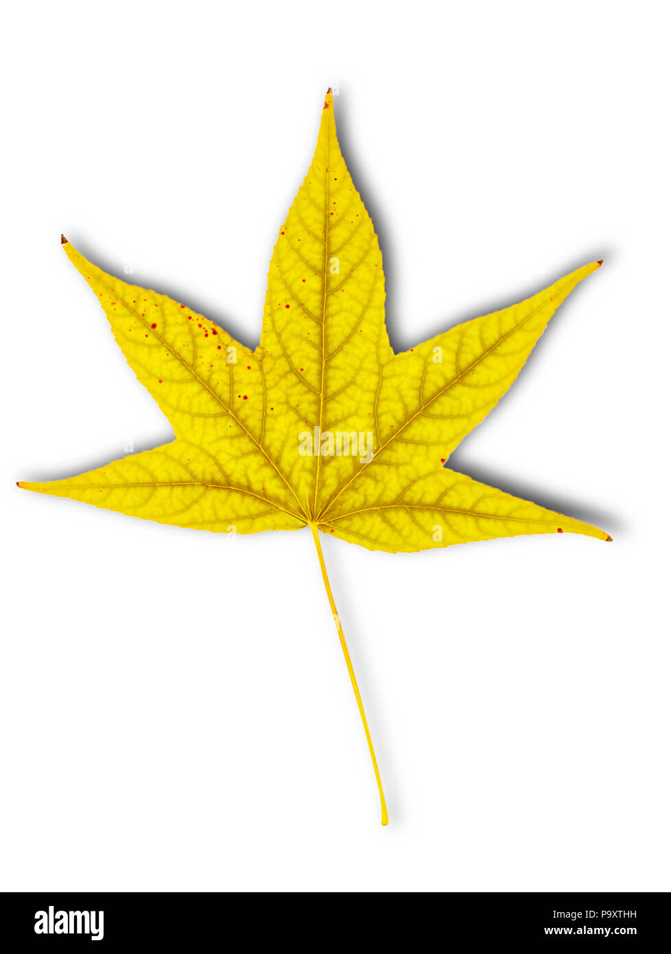 Yellow leaf as an autumn symbol isolated Stock Photo - Alamy