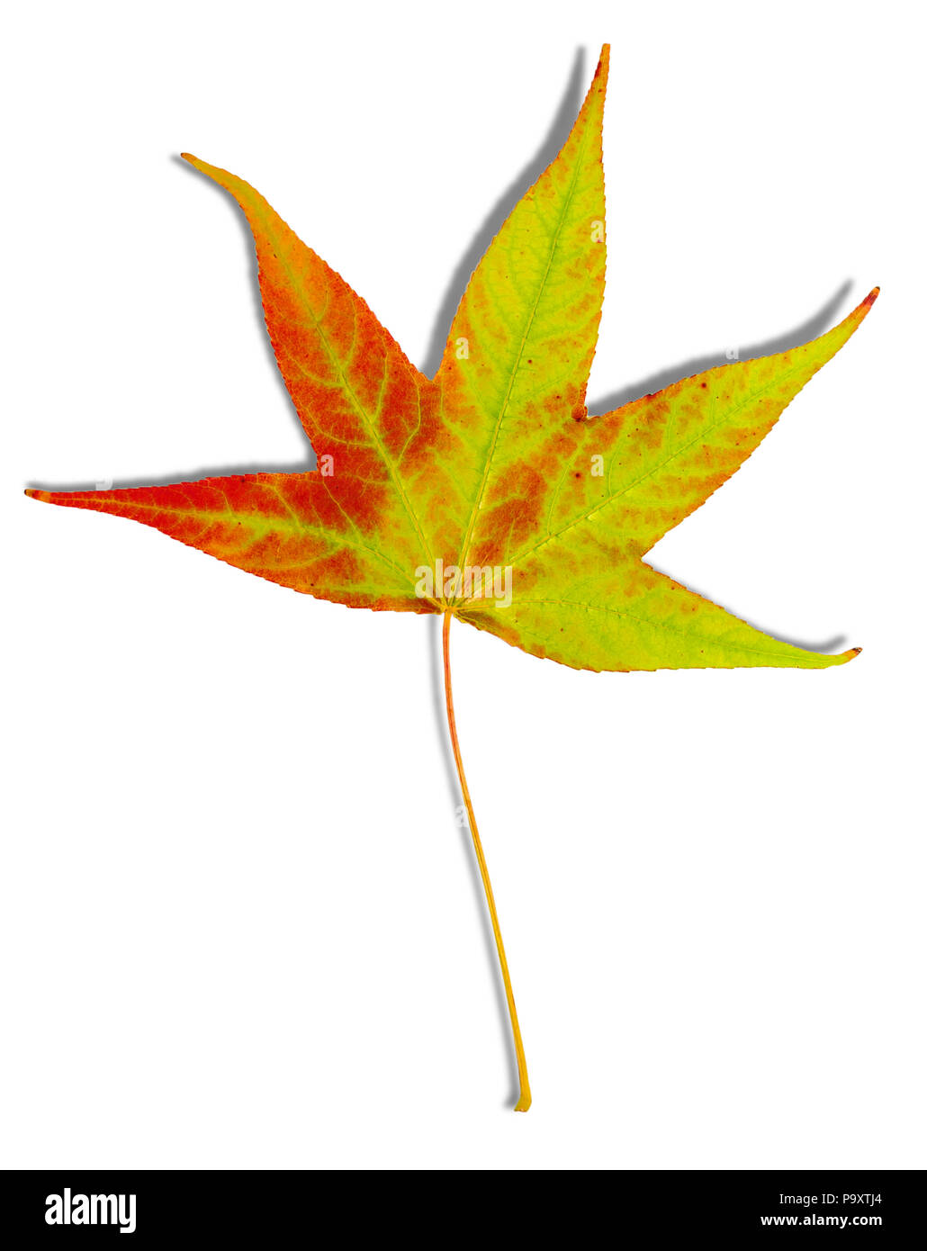 Yellow leaf as an autumn symbol isolated Stock Photo - Alamy