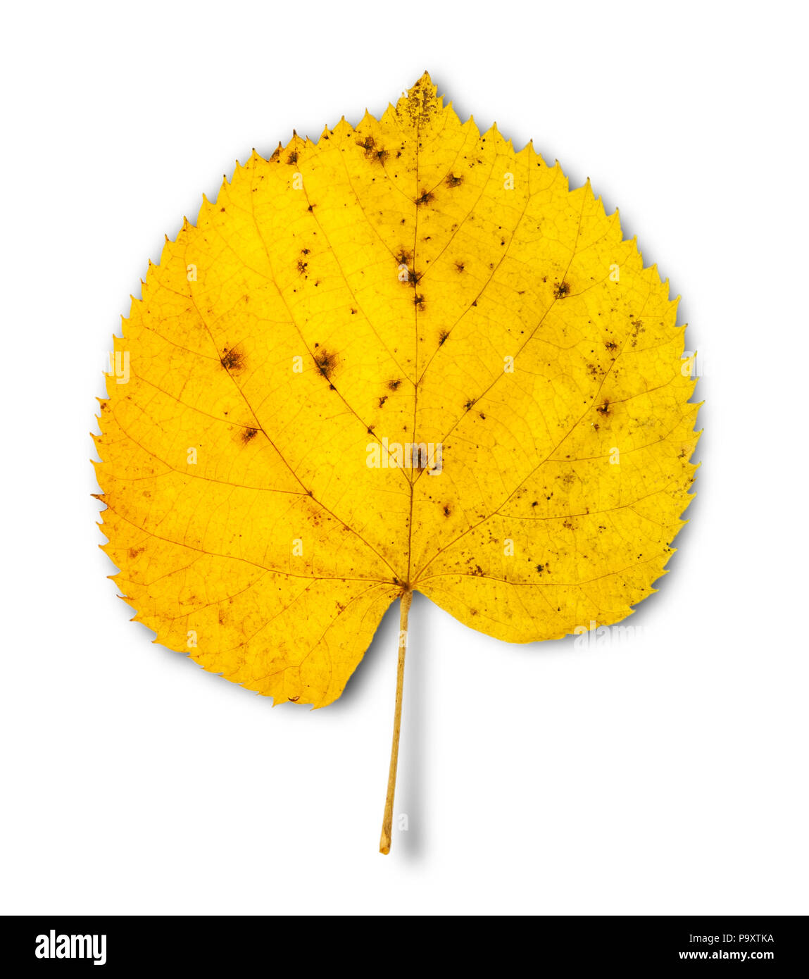 Yellow leaf as an autumn symbol isolated Stock Photo - Alamy