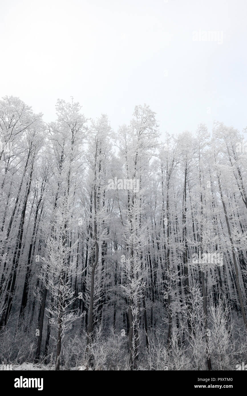 trunks and branches of deciduous trees covered with large white ...