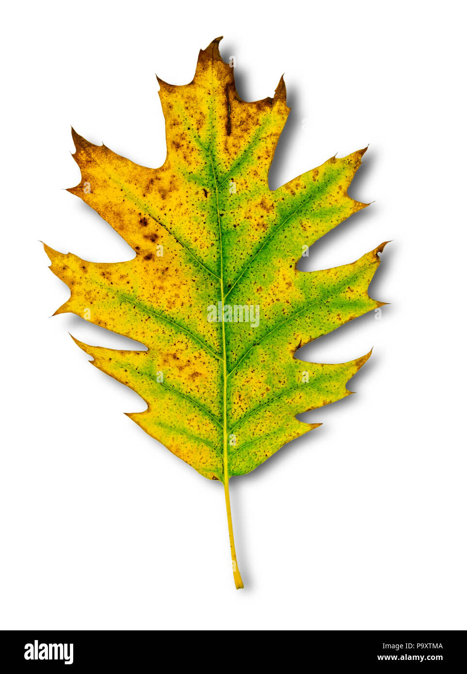 Yellow leaf as an autumn symbol isolated Stock Photo - Alamy