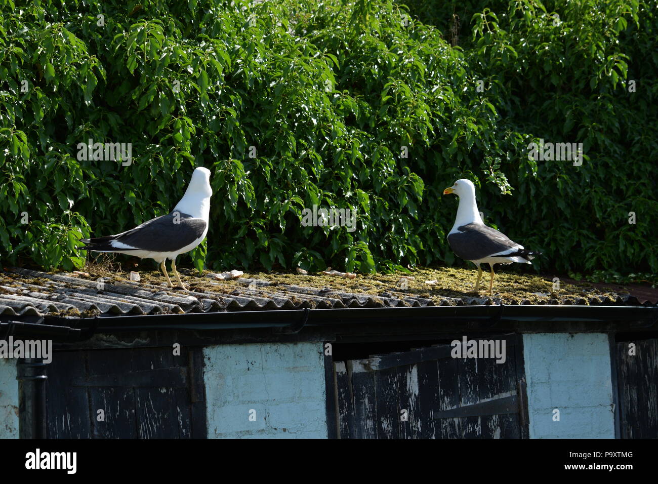 Seagull foraging food on hi-res stock photography and images - Alamy