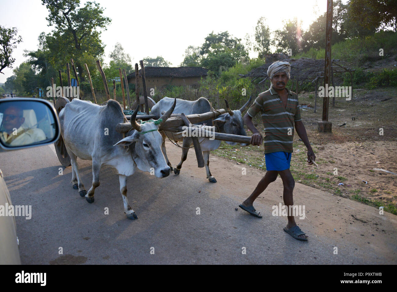 A local indian farmer wearing a turban walking with his two cows taken ...