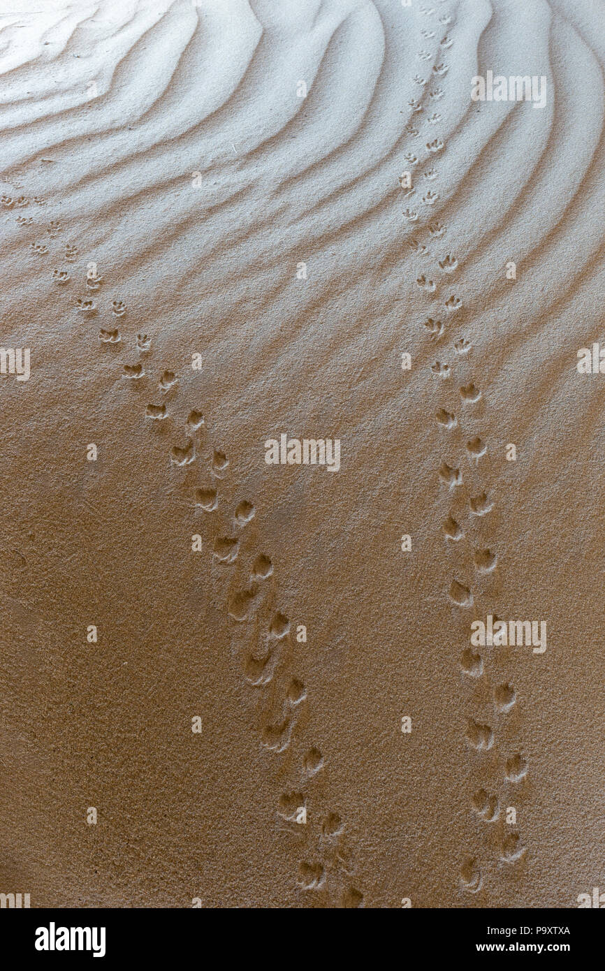 Desert rodent hi-res stock photography and images - Alamy