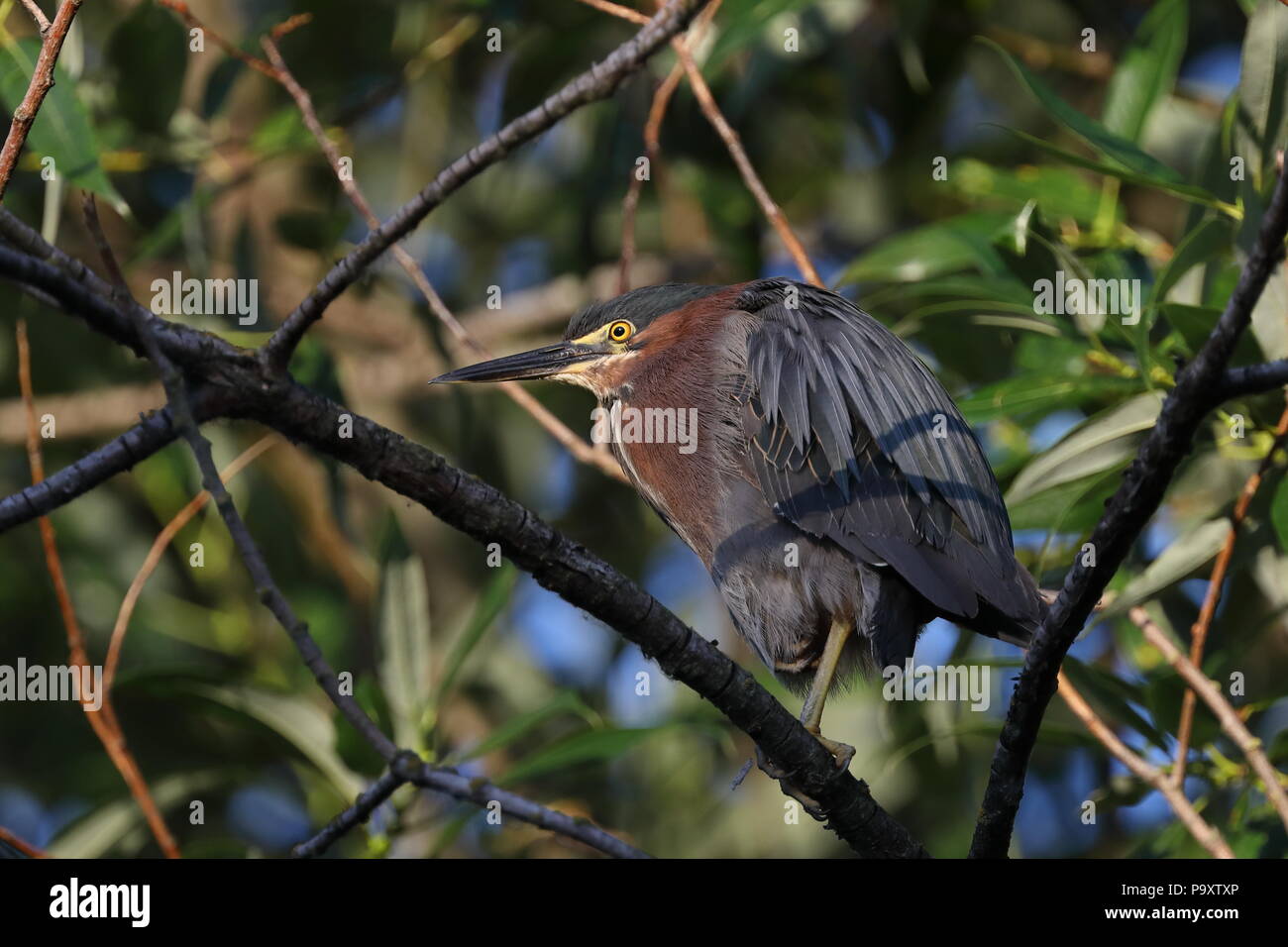 Adult Green Heron keeping watch over a nest Stock Photo - Alamy