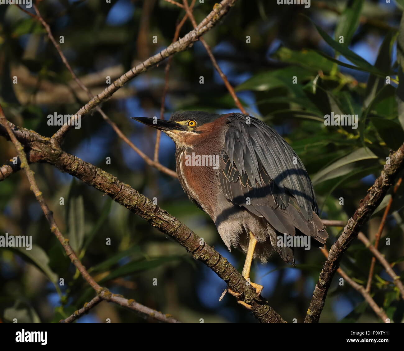 Adult Green Heron keeping watch over a nest Stock Photo - Alamy