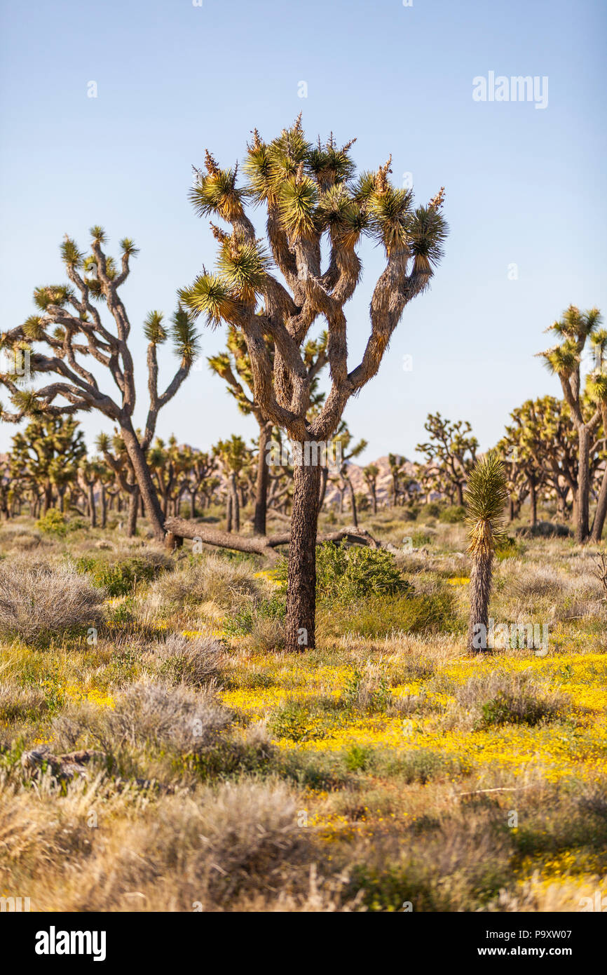 Desert wildflowers in joshua tree hi-res stock photography and images ...
