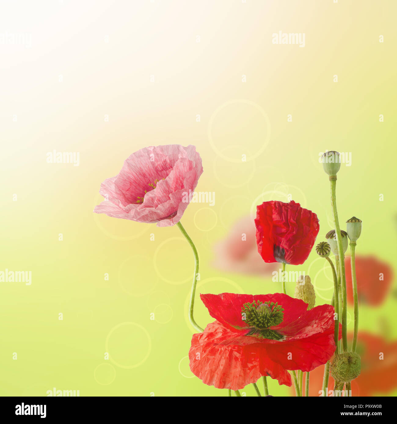 Opium poppy with copyspace hi-res stock photography and images - Alamy