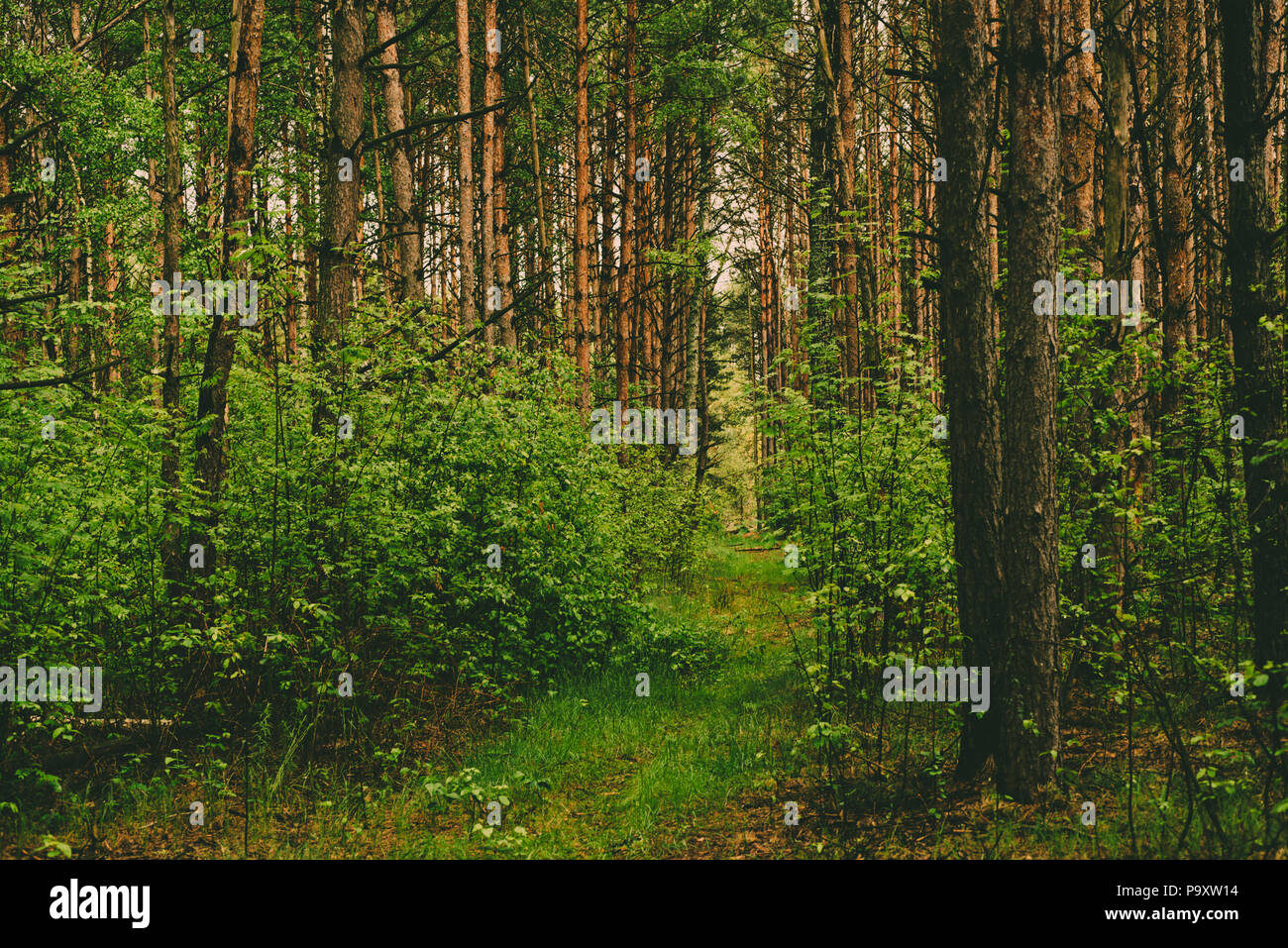 Summer green forest Stock Photo - Alamy