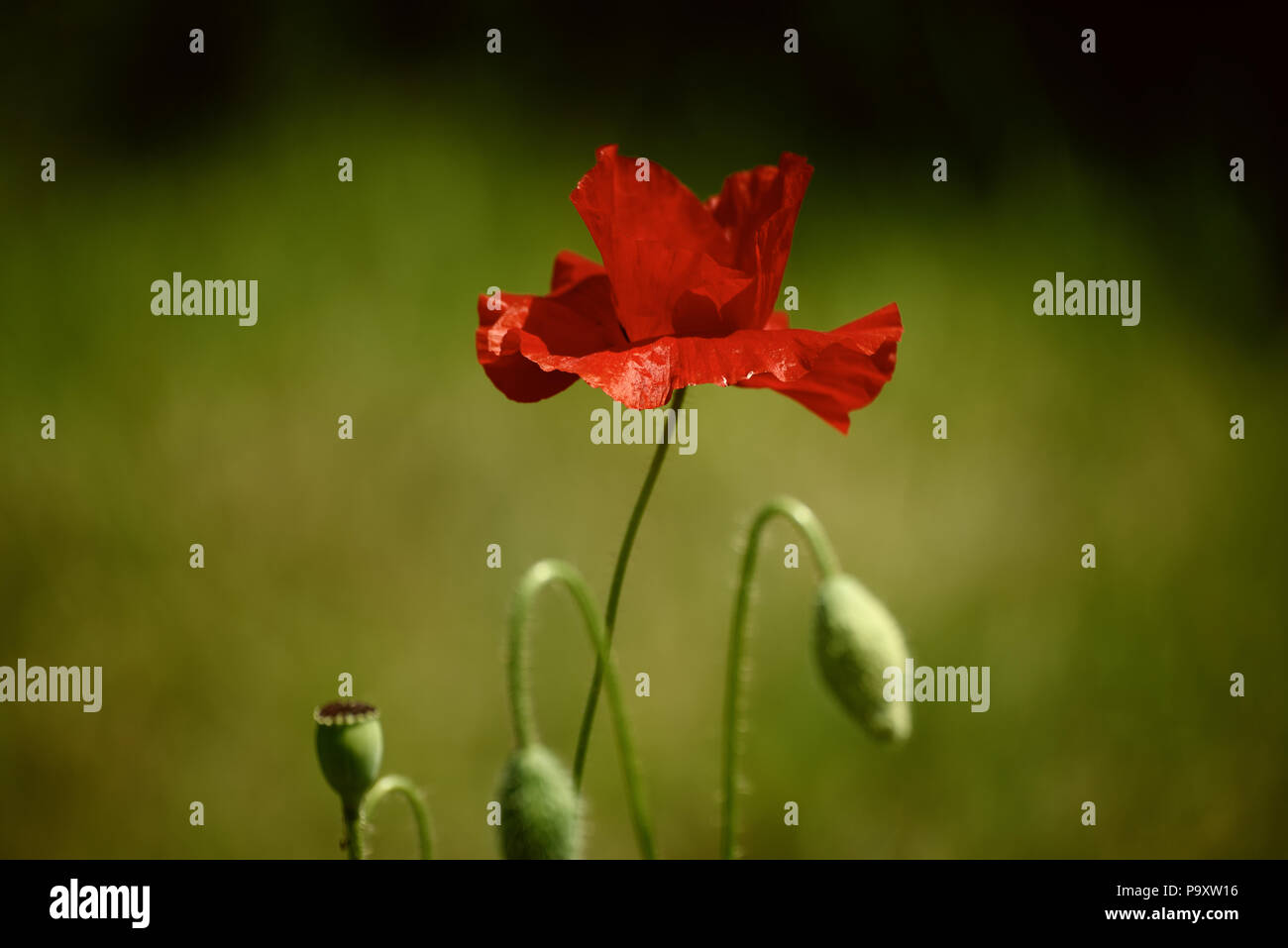 Red spring poppy Stock Photo - Alamy
