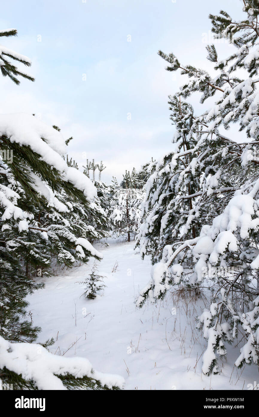 Covering young trees in winter hi-res stock photography and images - Alamy