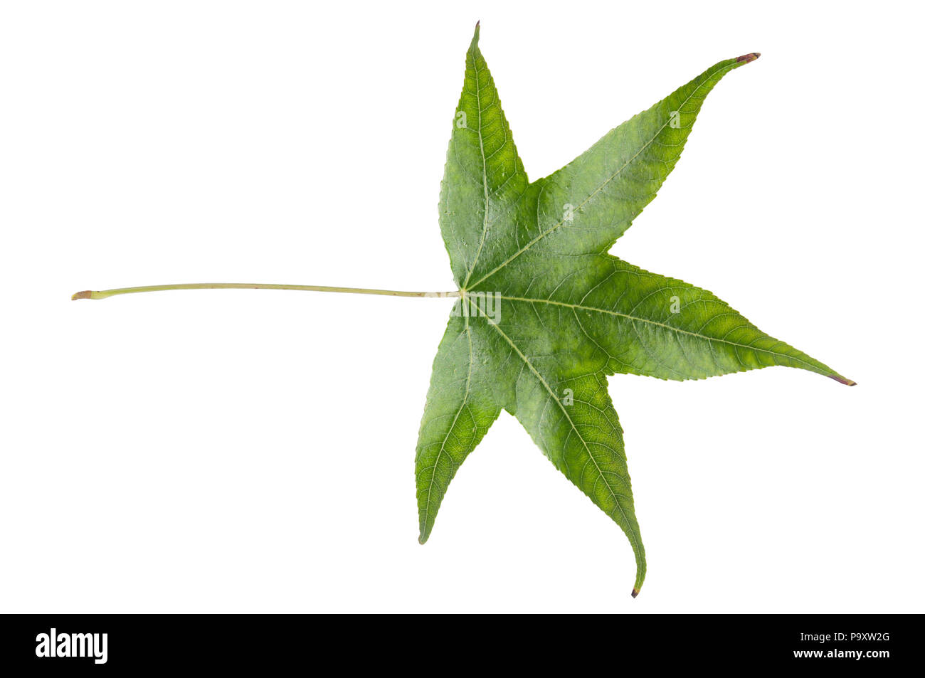 Small apple tree garden Cut Out Stock Images & Pictures - Alamy