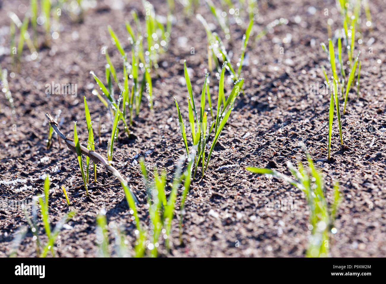 new germs of winter wheat during the first night frosts, on the stems ...