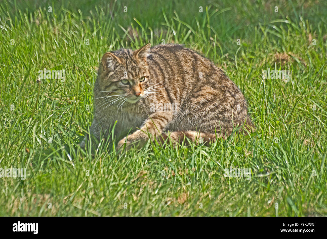 SCOTTISH WILD CAT Stock Photo - Alamy