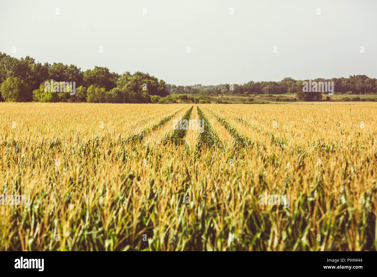 Kansas wheat field hi-res stock photography and images - Alamy
