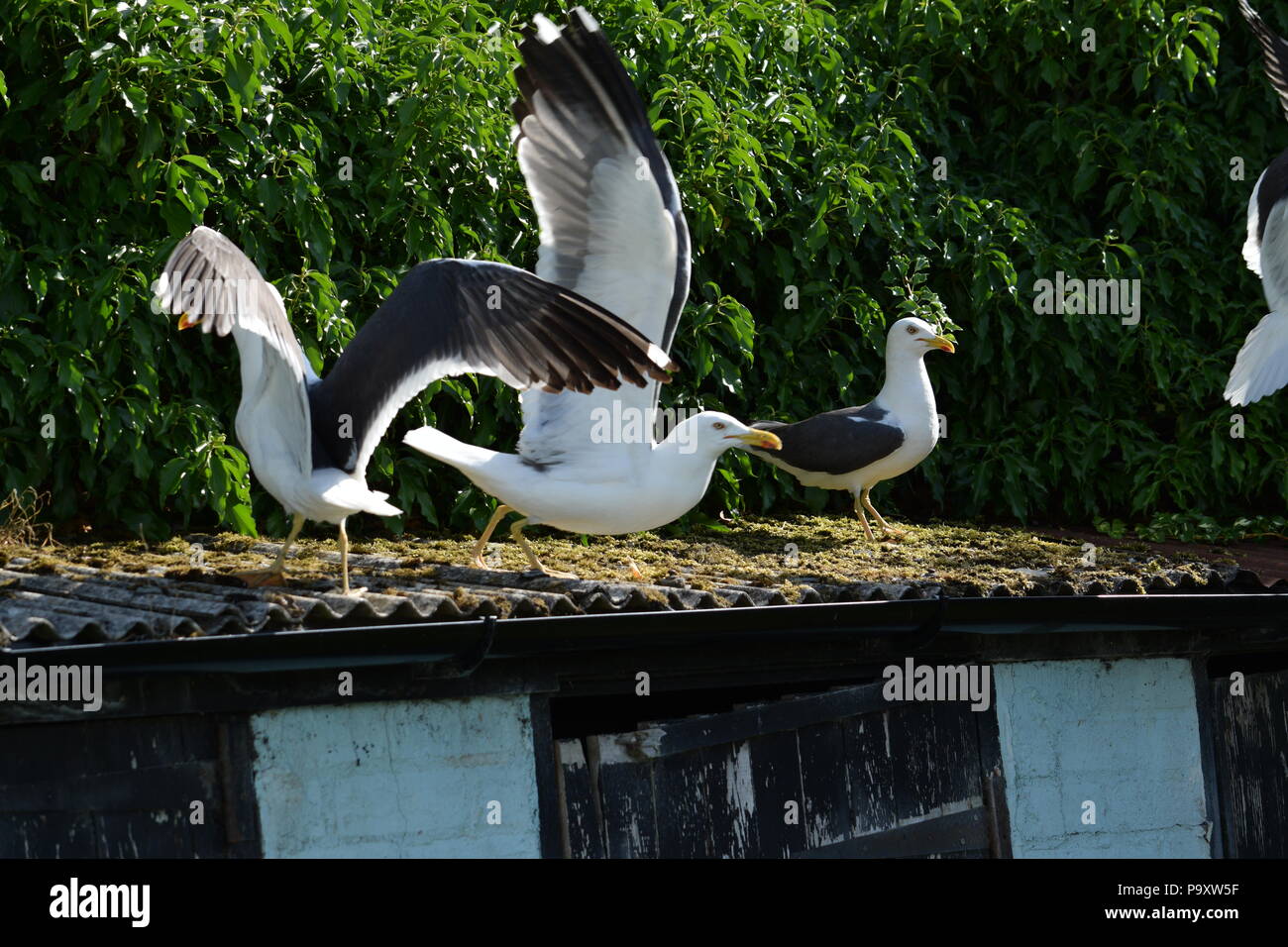 Seagull foraging food on hi-res stock photography and images - Alamy