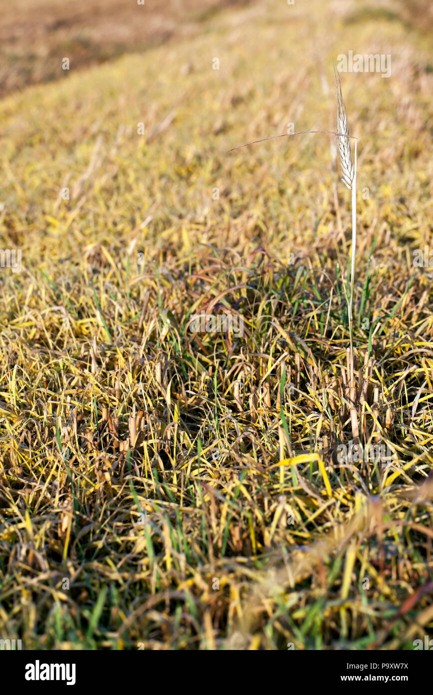 Bran sprouts hi-res stock photography and images - Alamy