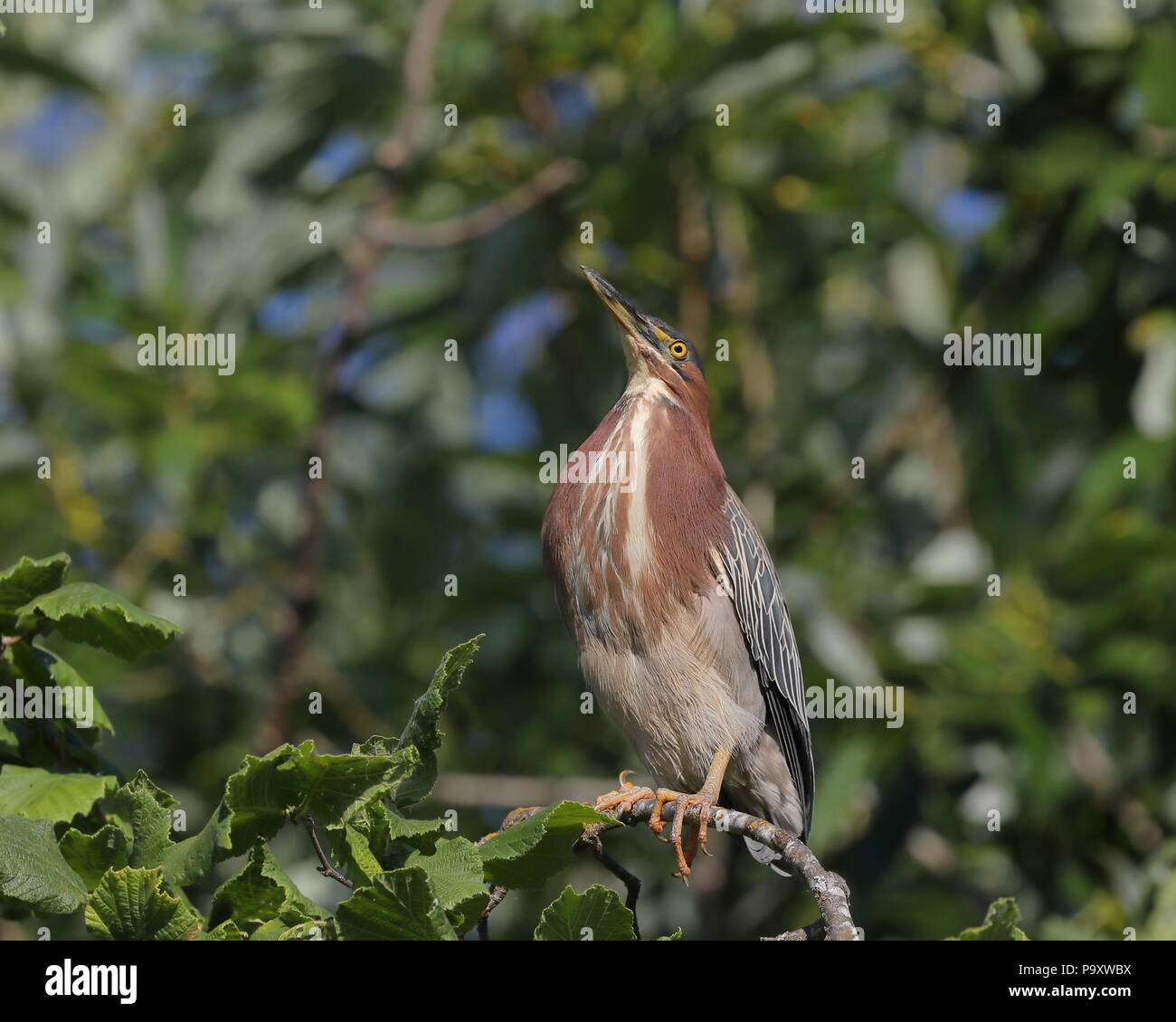 Adult Green Heron keeping watch over a nest Stock Photo - Alamy