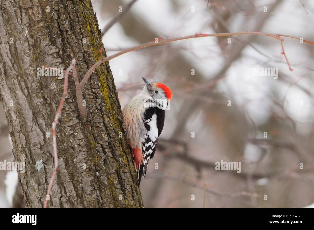 Middle spotted woodpecker (Dendrocoptes medius) siting on a tree on a ...