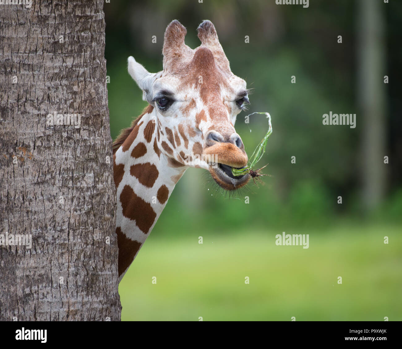 Boo boo zoo hi-res stock photography and images - Alamy