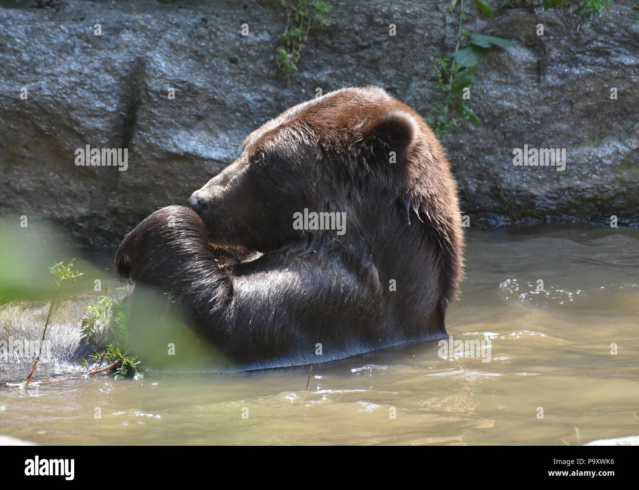 Wild brown bear floating on its back while bathing Stock Photo - Alamy