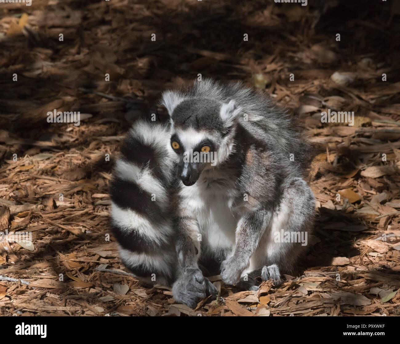 Ring-tailed Lemur framed by its black and white striped tail Stock ...