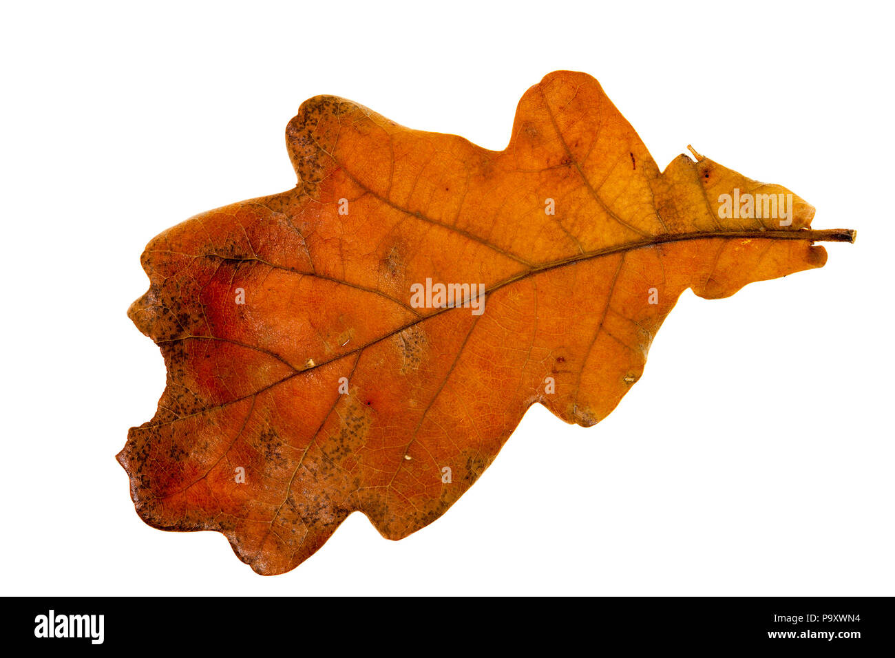 Orange brown oak tree Cut Out Stock Images & Pictures - Alamy