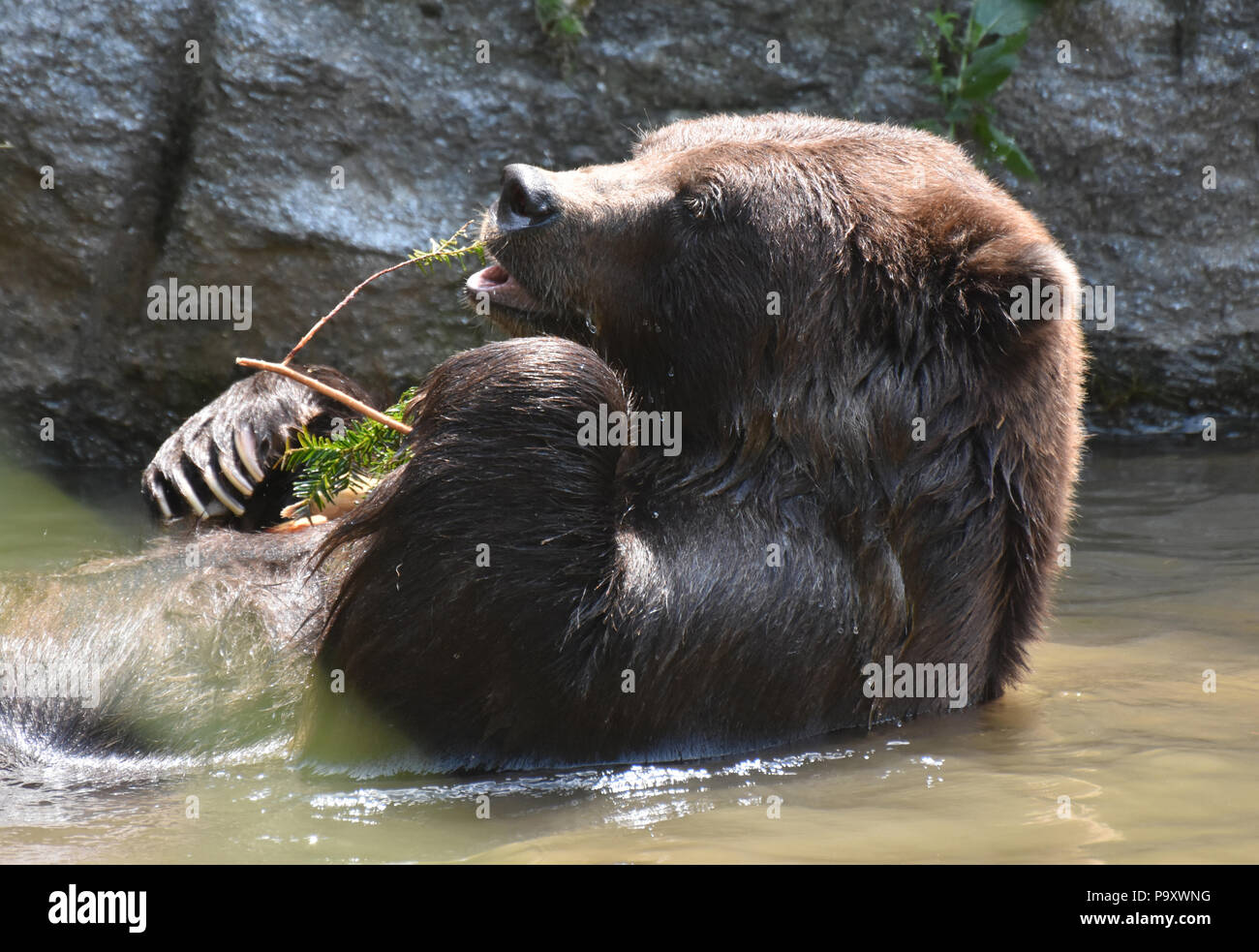 Adorable brown bear nibbling on a twig while taking a bath Stock Photo ... Adorable brown bear nibbling on a twig while taking a bath Stock Photo ...