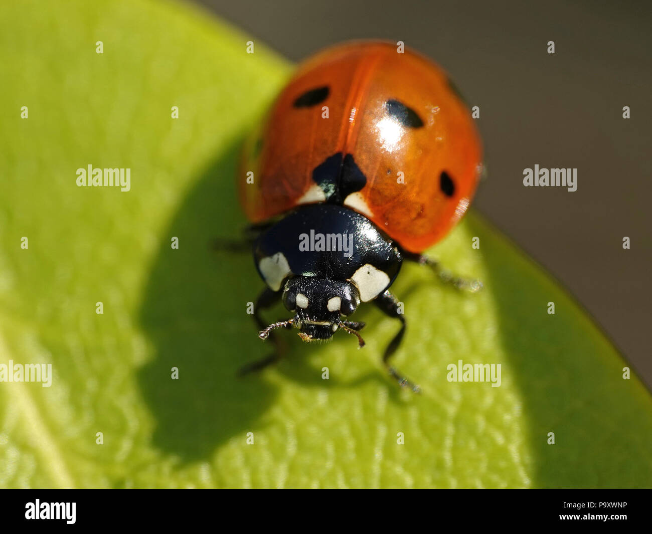 Seven-spot ladybird on a leaf in its habitat Stock Photo - Alamy