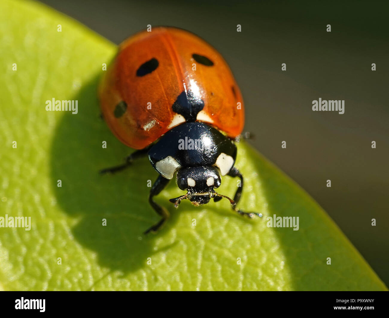Ladybird habitat hi-res stock photography and images - Alamy